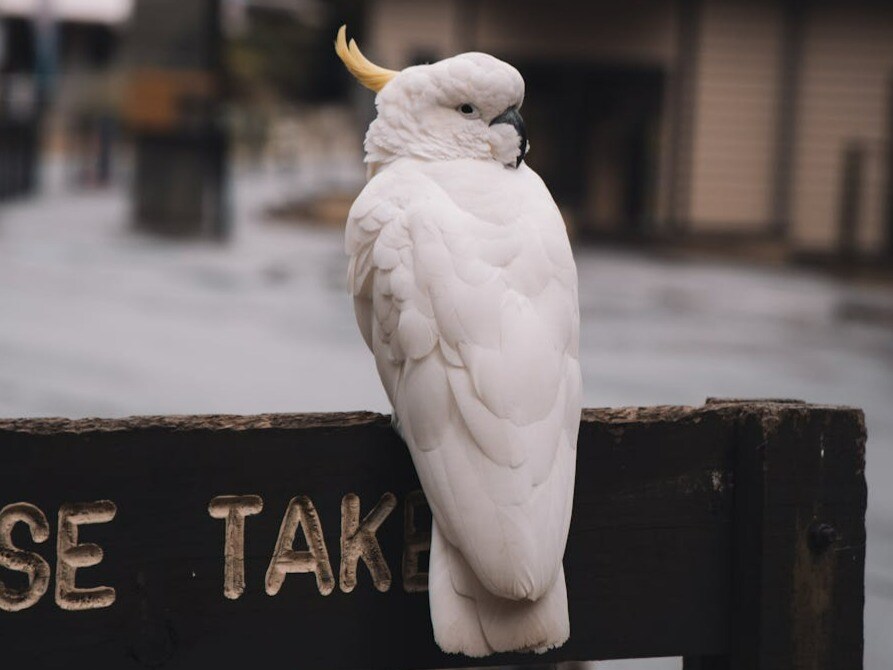 Meet The World's Smallest Sulphur-Crested Parrot