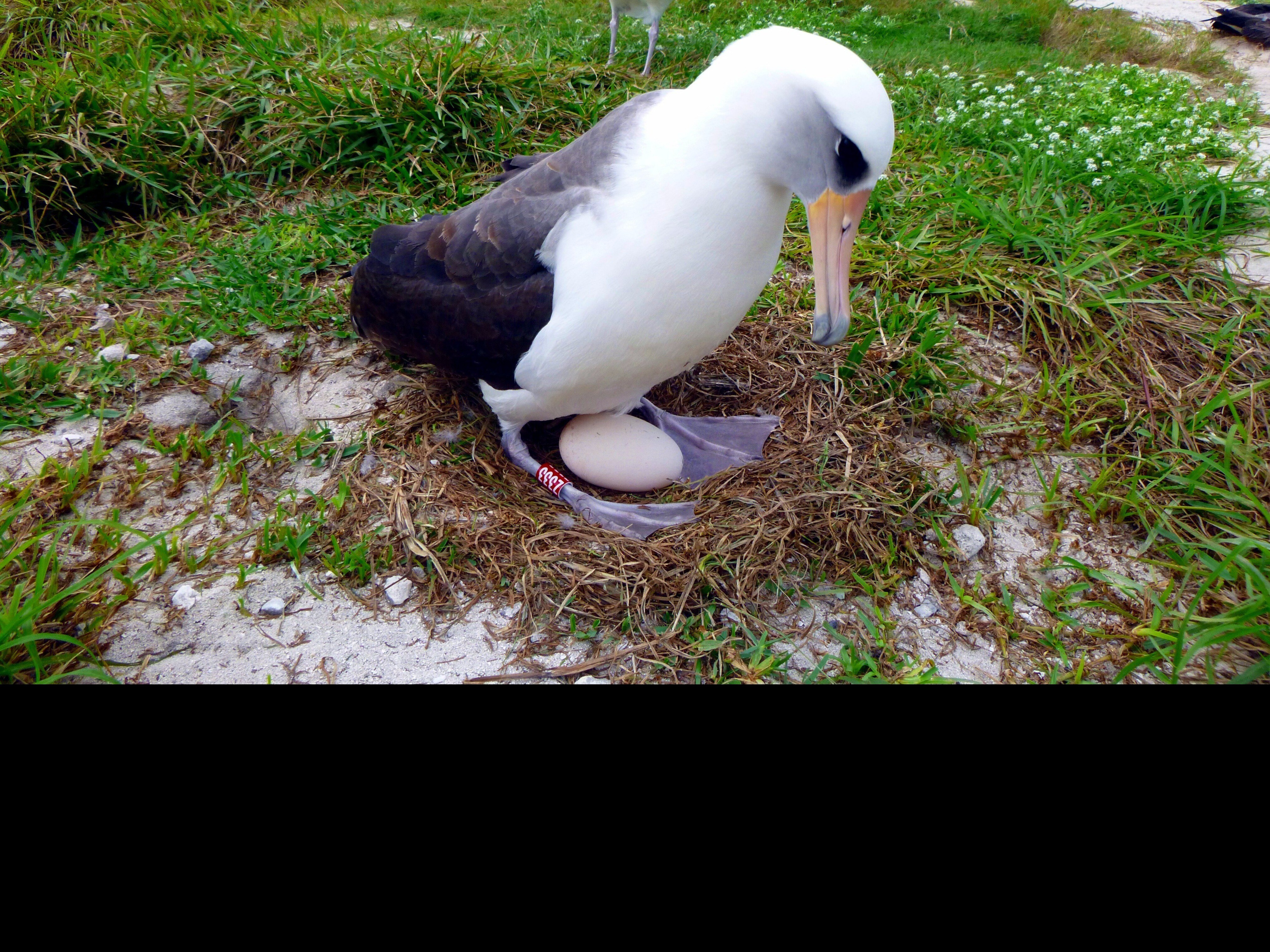 Meet Wisdom: World's Oldest Bird