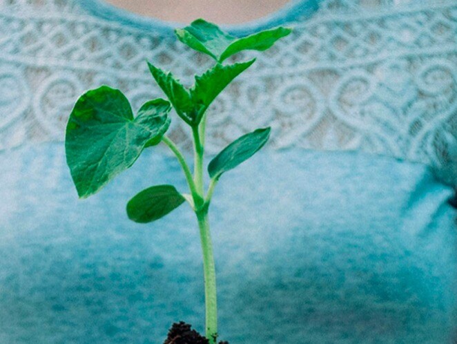 Misplaced Tree Planting Worsens Global Warming