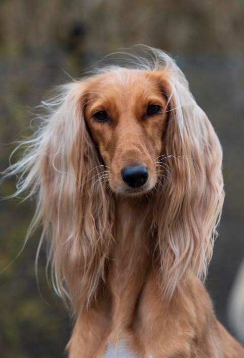 Most Beautiful Dog Breeds 5 Most Beautiful Dog Breeds In The World