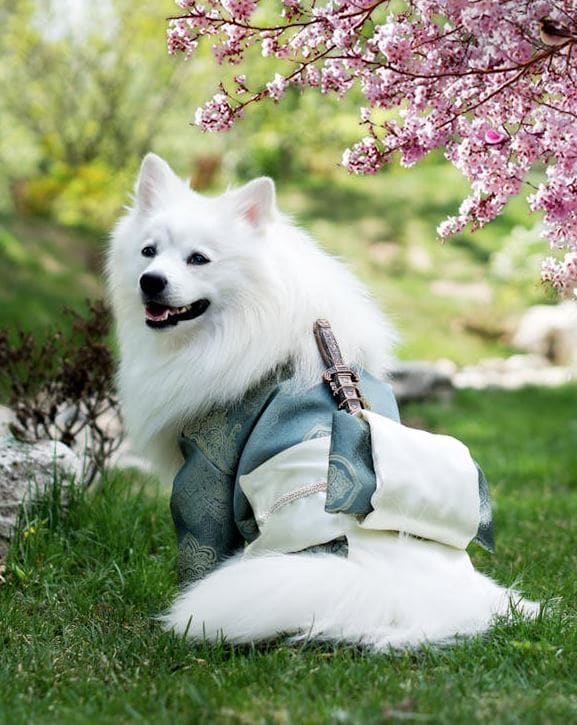 Most Beautiful Dog In The World 10 Most Beautiful Dog Breeds