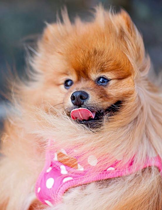 Most Beautiful Dog