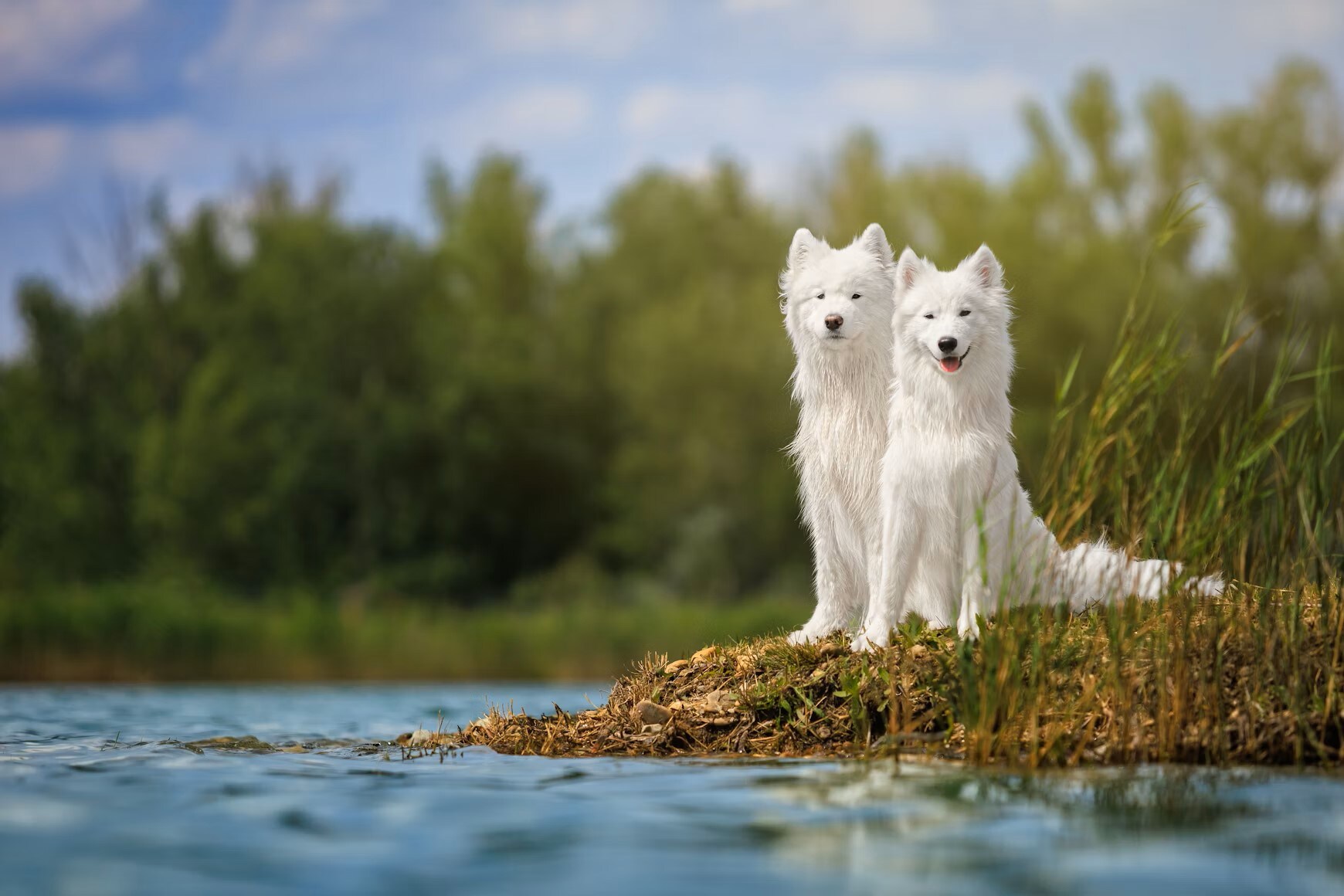 Most Beautiful Dog