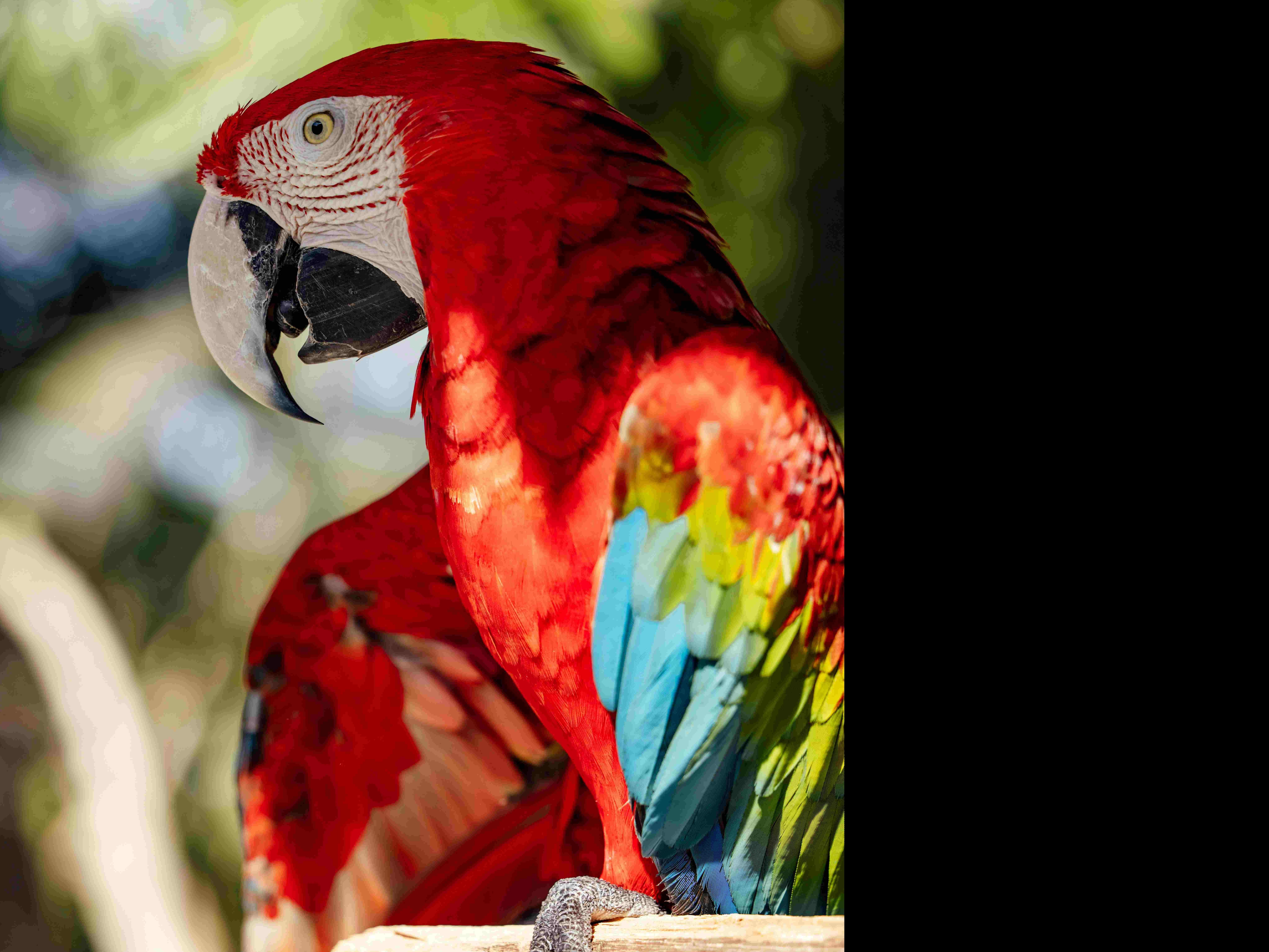 Most Beautiful Red Animals In The World