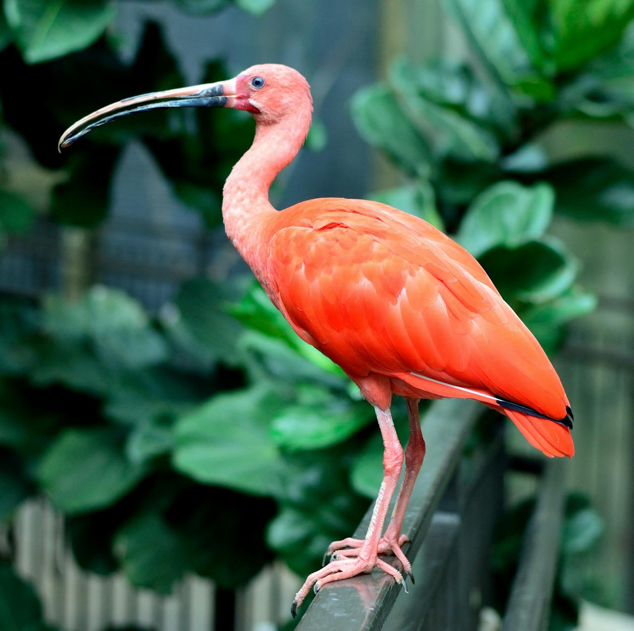 Most Beautiful Animals In The World The 100 Most Beautiful Baby
