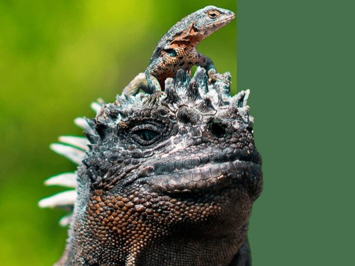 Most Dangerous Lizards In The World