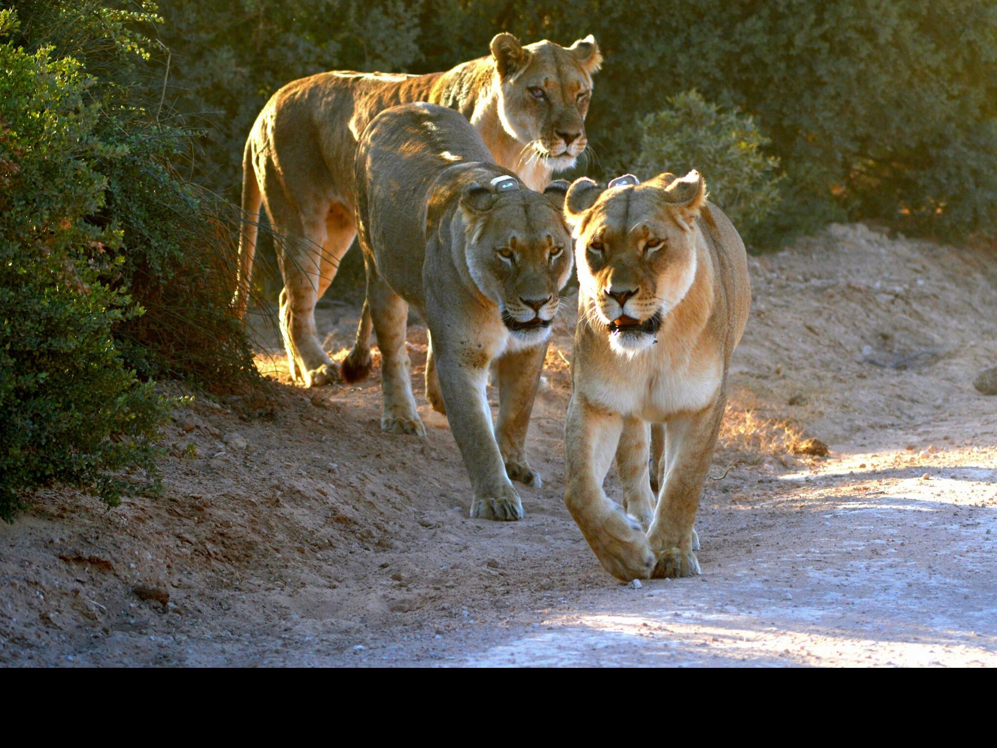 Most Dangerous Mammals In The World