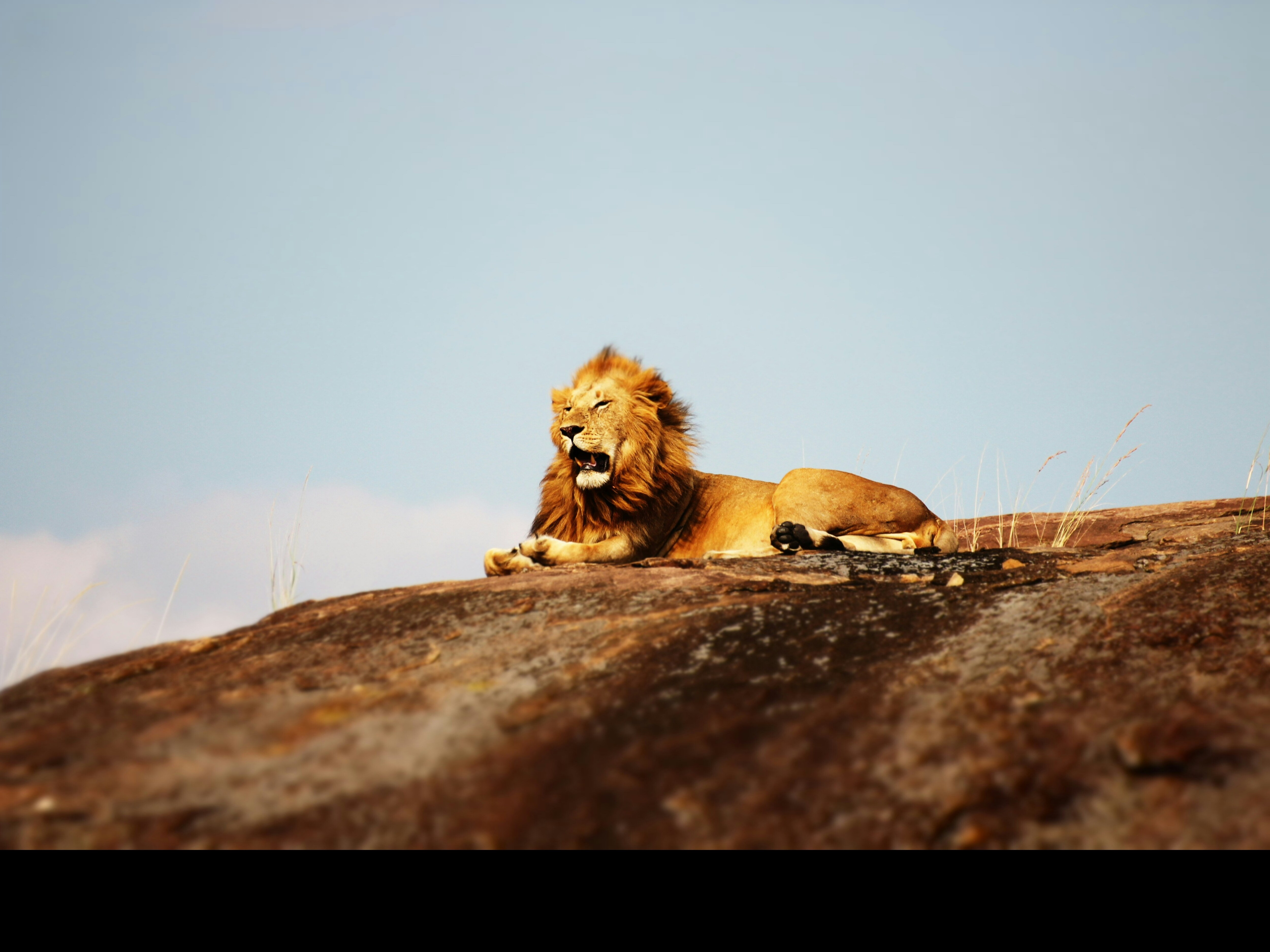 Most Fearless Animals In The World