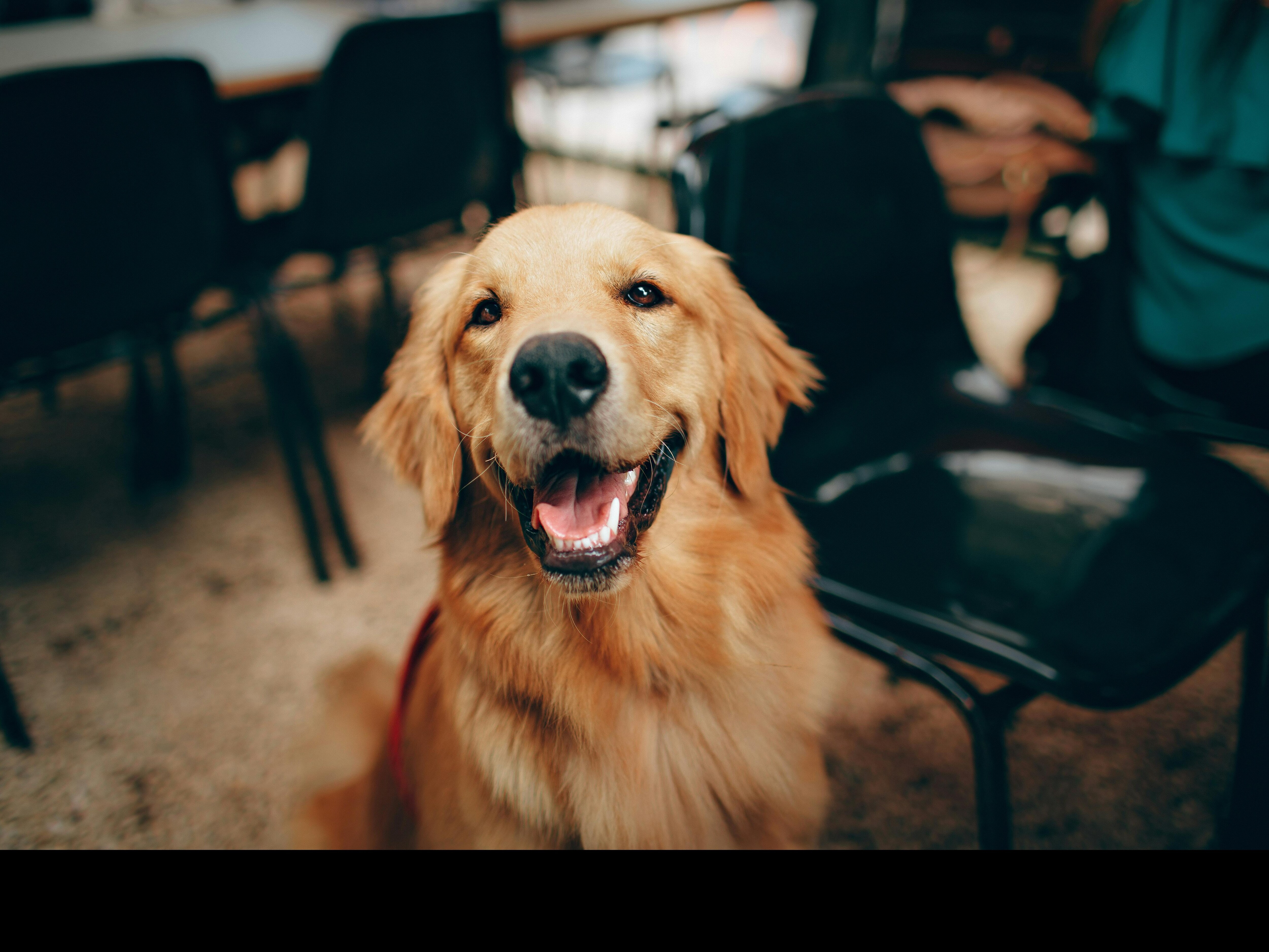 Most Photogenic Dog Breeds In The World