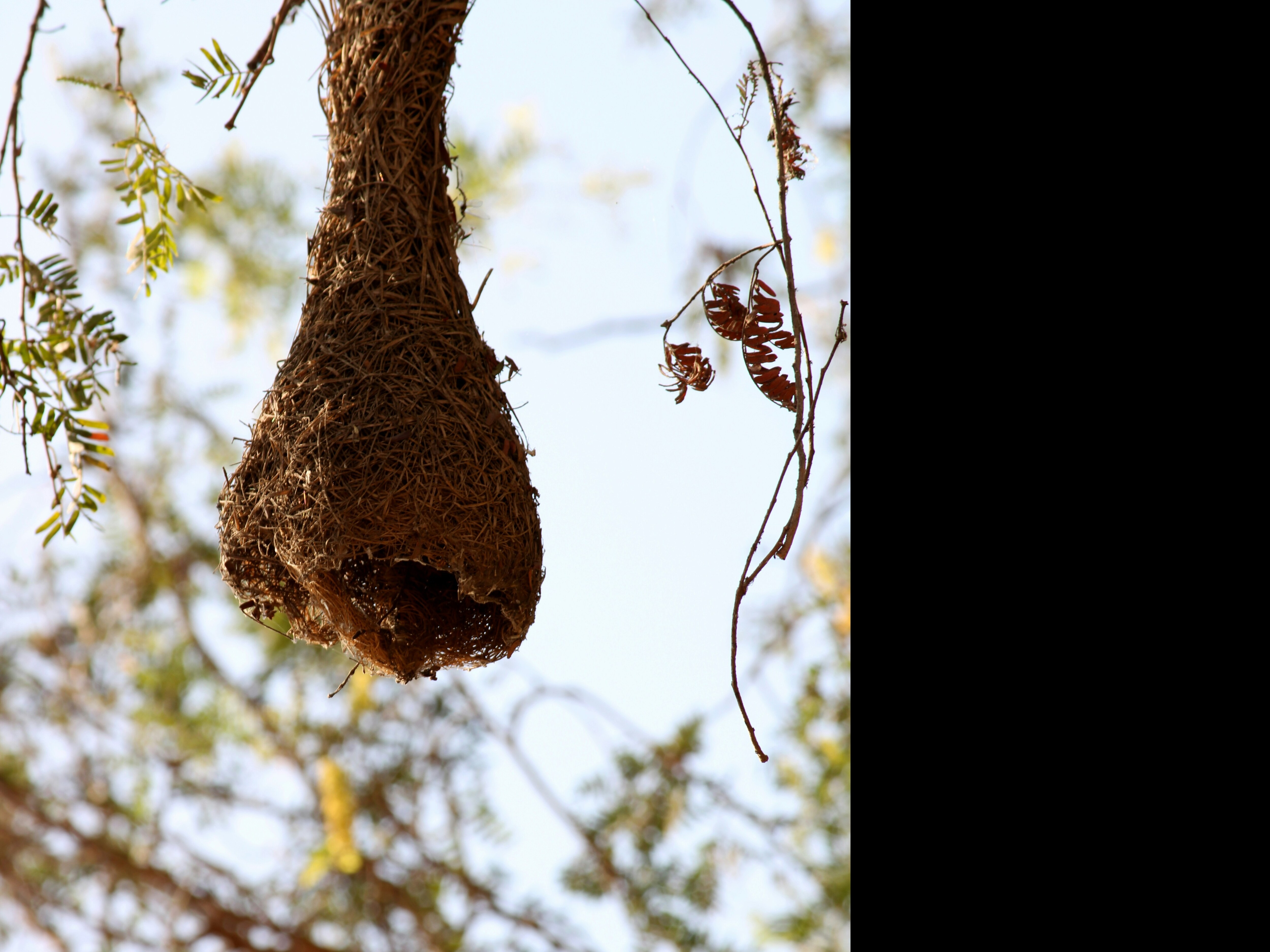 Most Remarkable Bird Nests