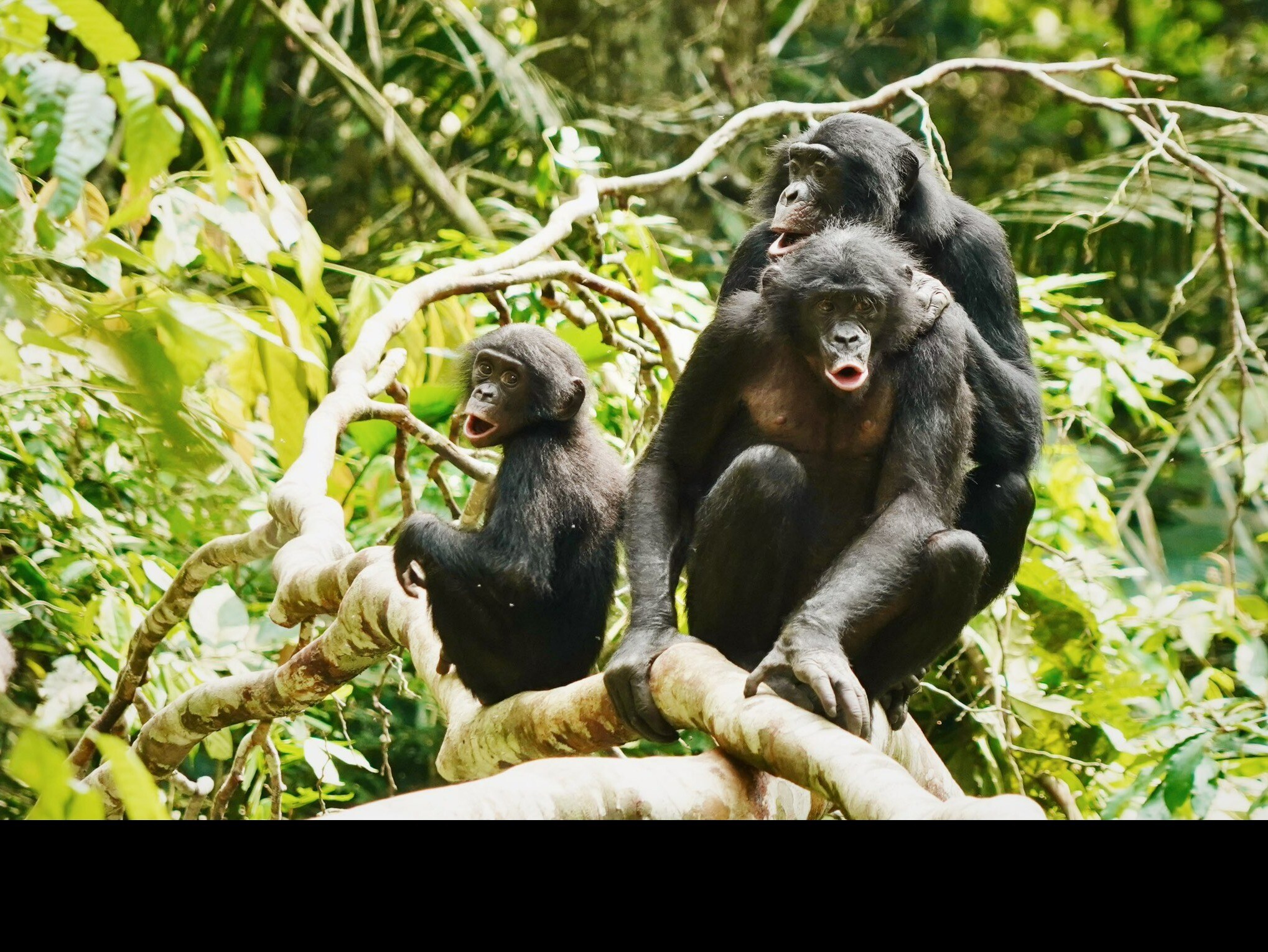 Most Romantic Animals In The World
