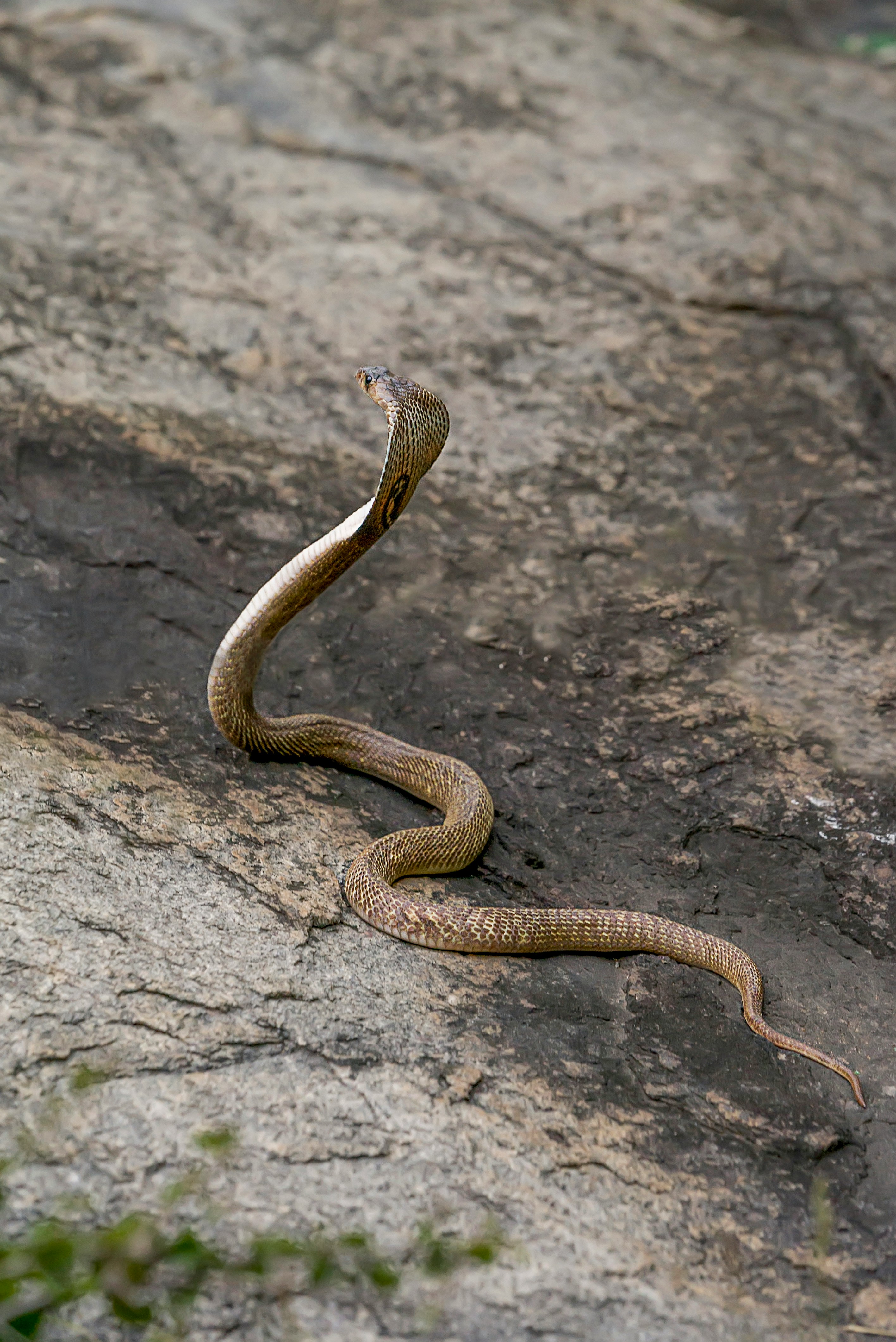 Snakes Found In India