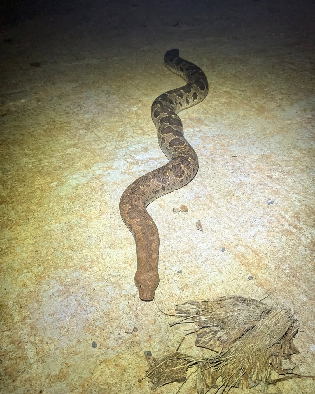 Snakes Found In India