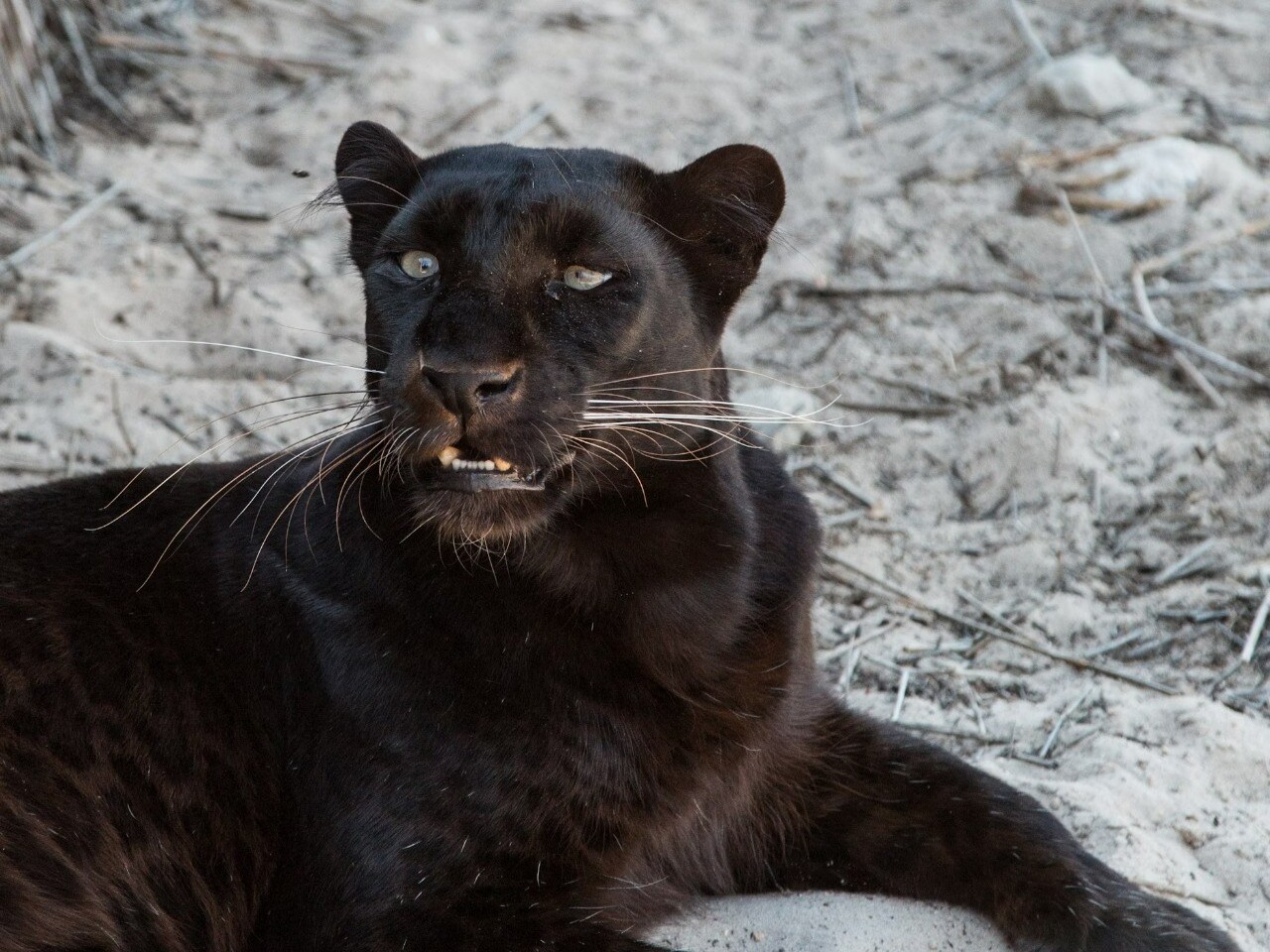 Places in India to Spot Black Panther