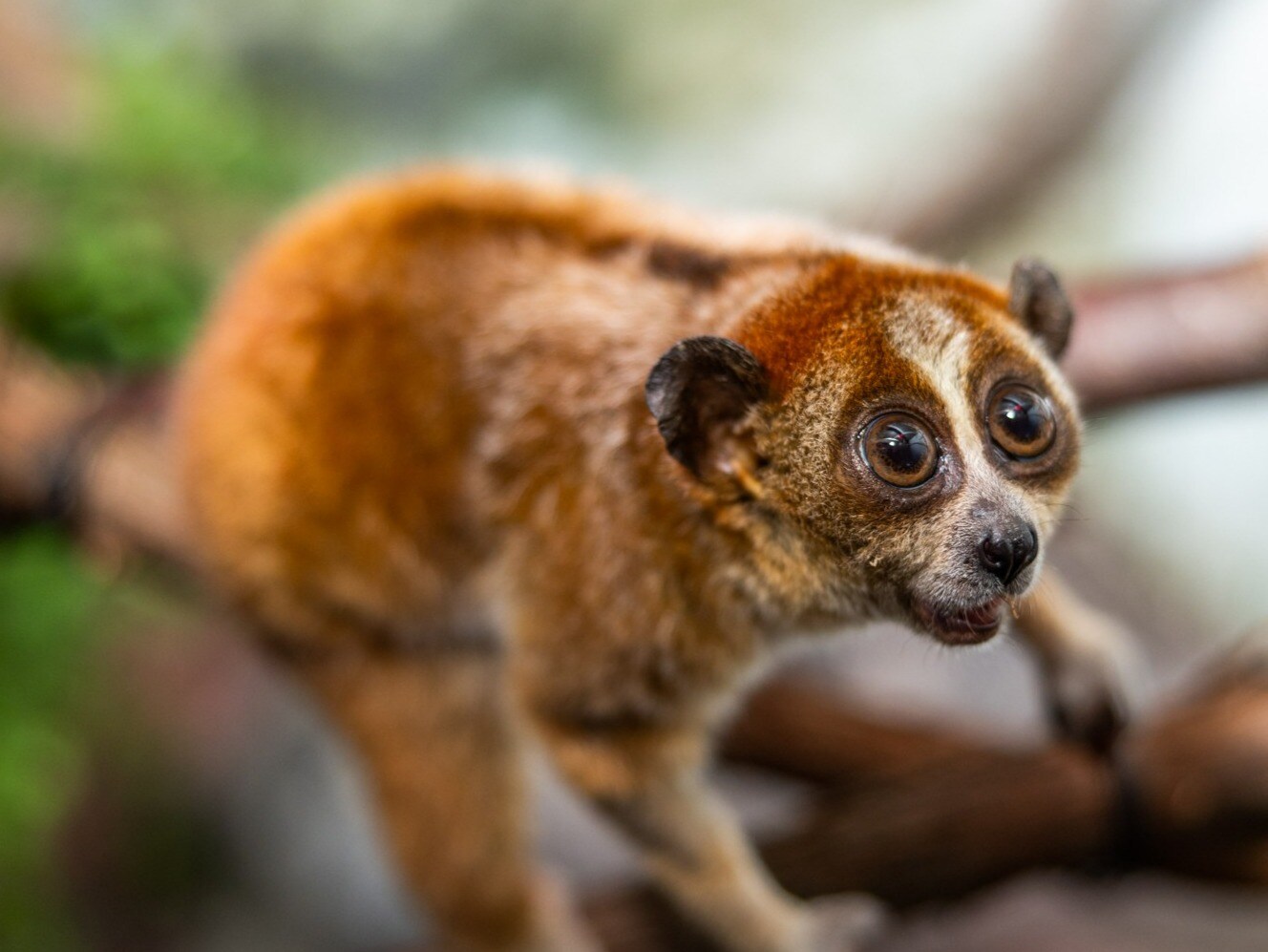 Poisonous Animals Found In The Wild