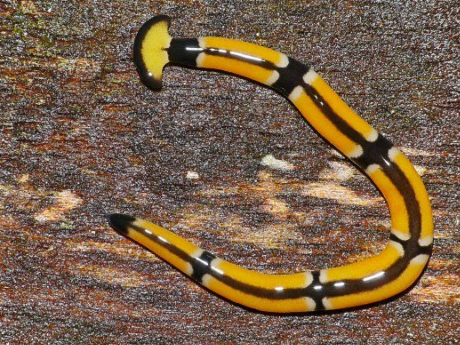Poisonous Worm That Regenerates If Cut Into Half
