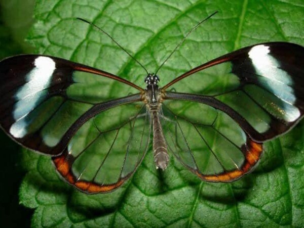 Prettiest Insects In The World