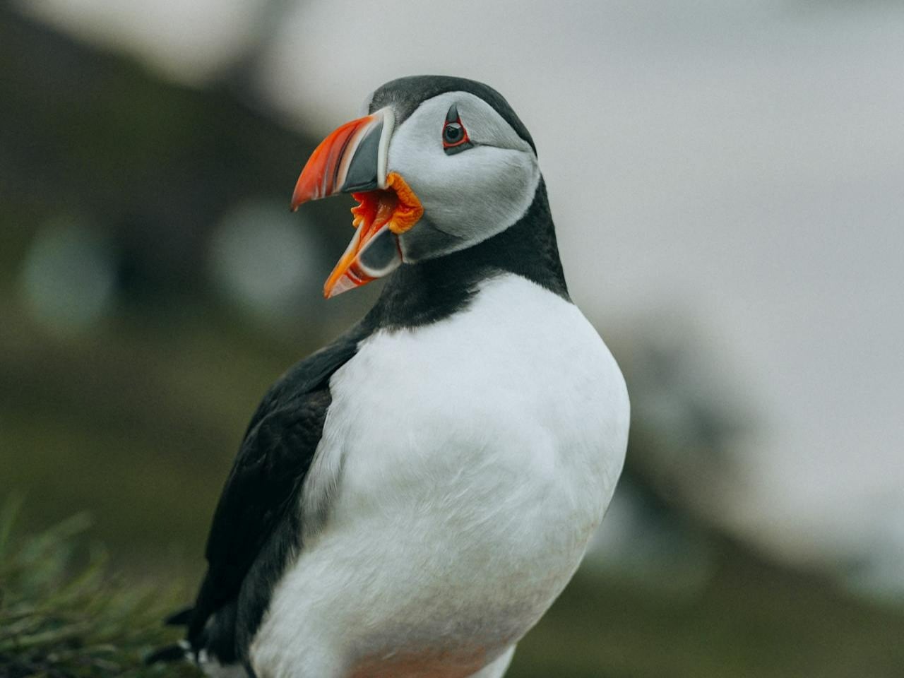Puffin vs Penguin: What's The Difference