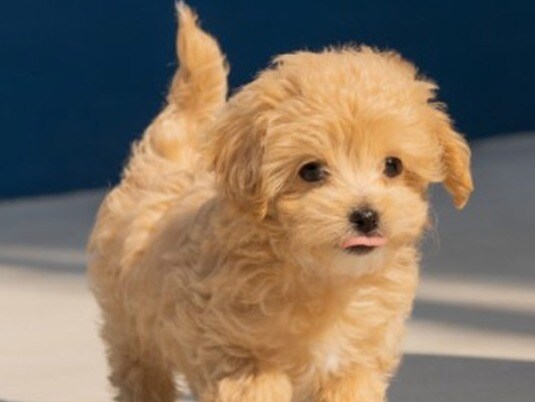Puppy Gets A Duck Ride