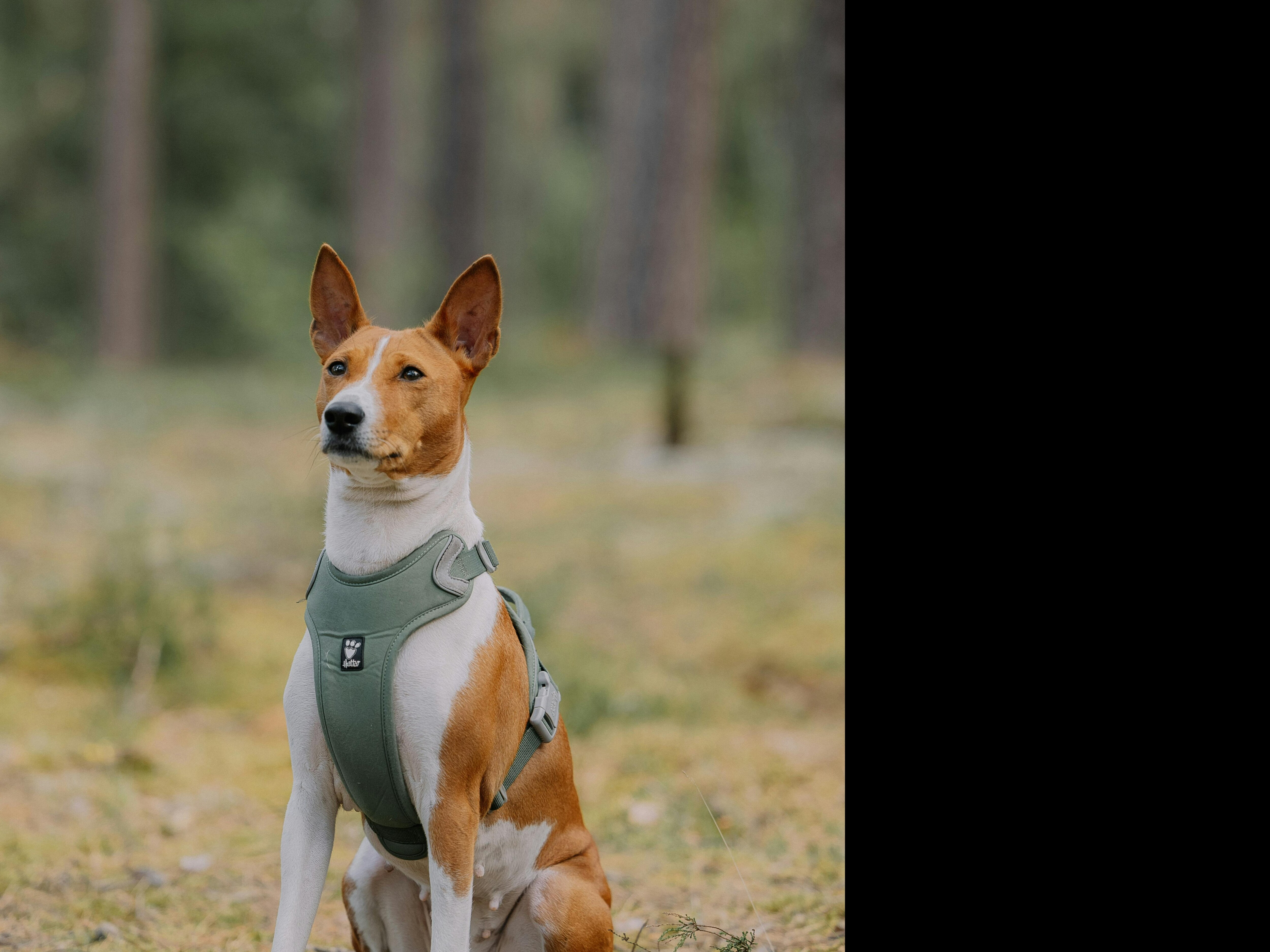 Quiet Dog Breeds That Rarely Bark