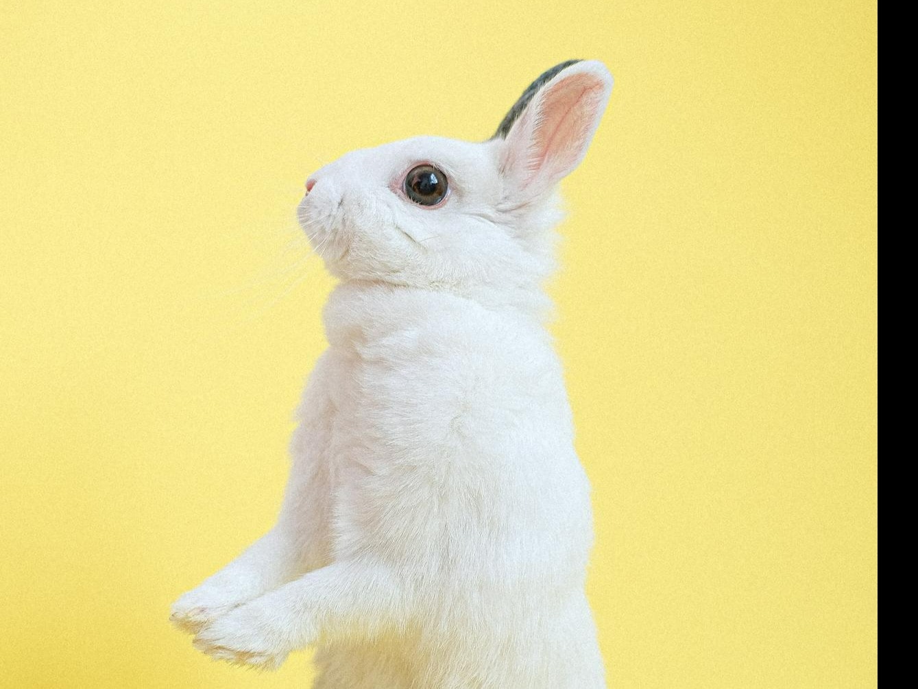 Rabbit vs Pika: What's The Difference