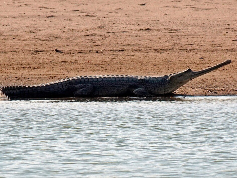 Rare Animals Found In India's Jim Corbett National Park