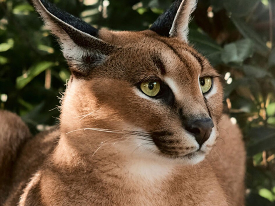 Rare Animals Found In India's Ranthambore National Park