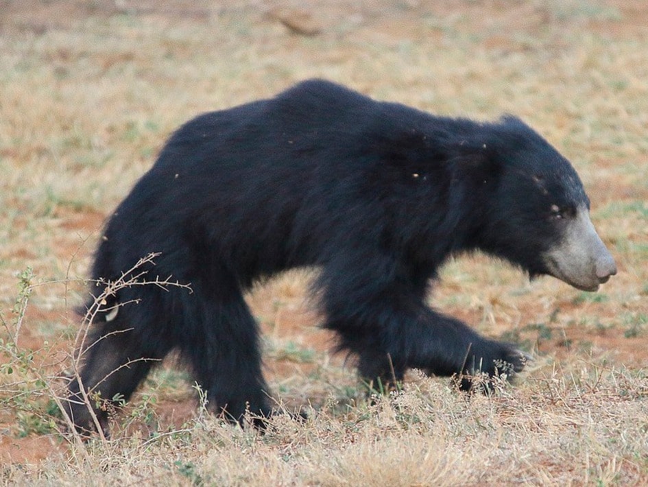 Rare Animals Found In Rajasthan