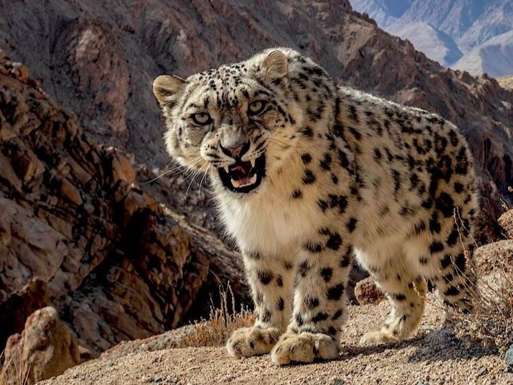 Rare Animals Found Only In The Himalayas