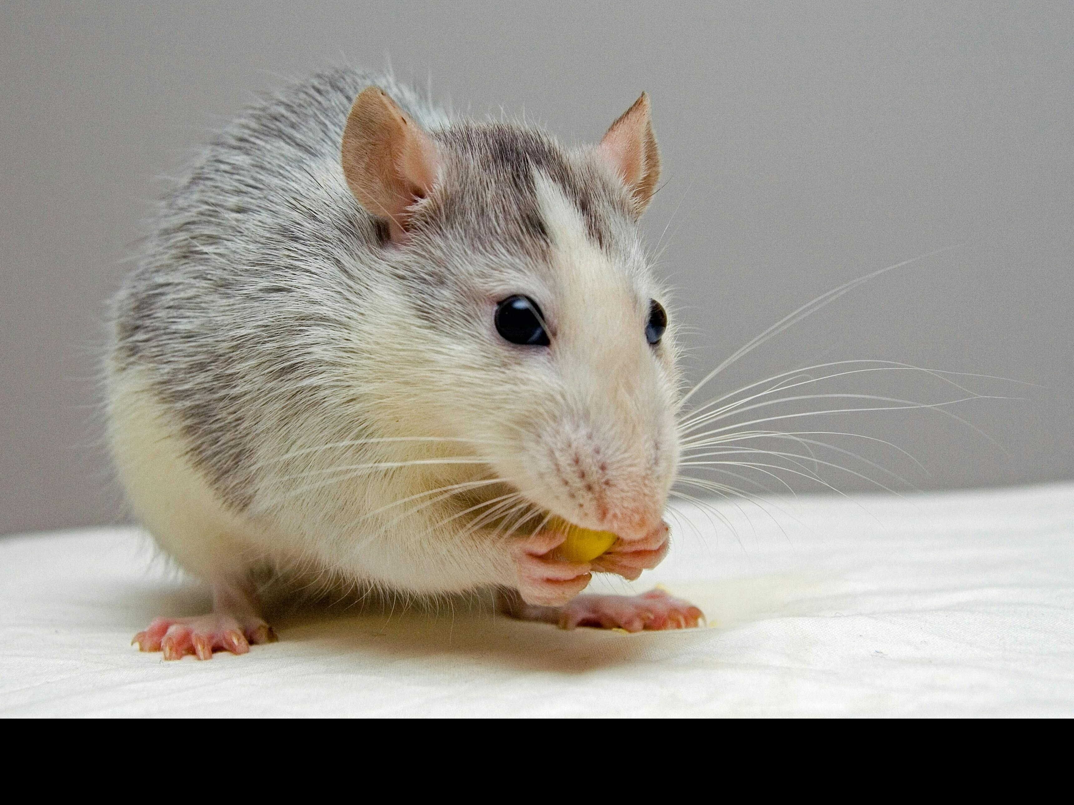 Rats vs Mice: What's The Difference