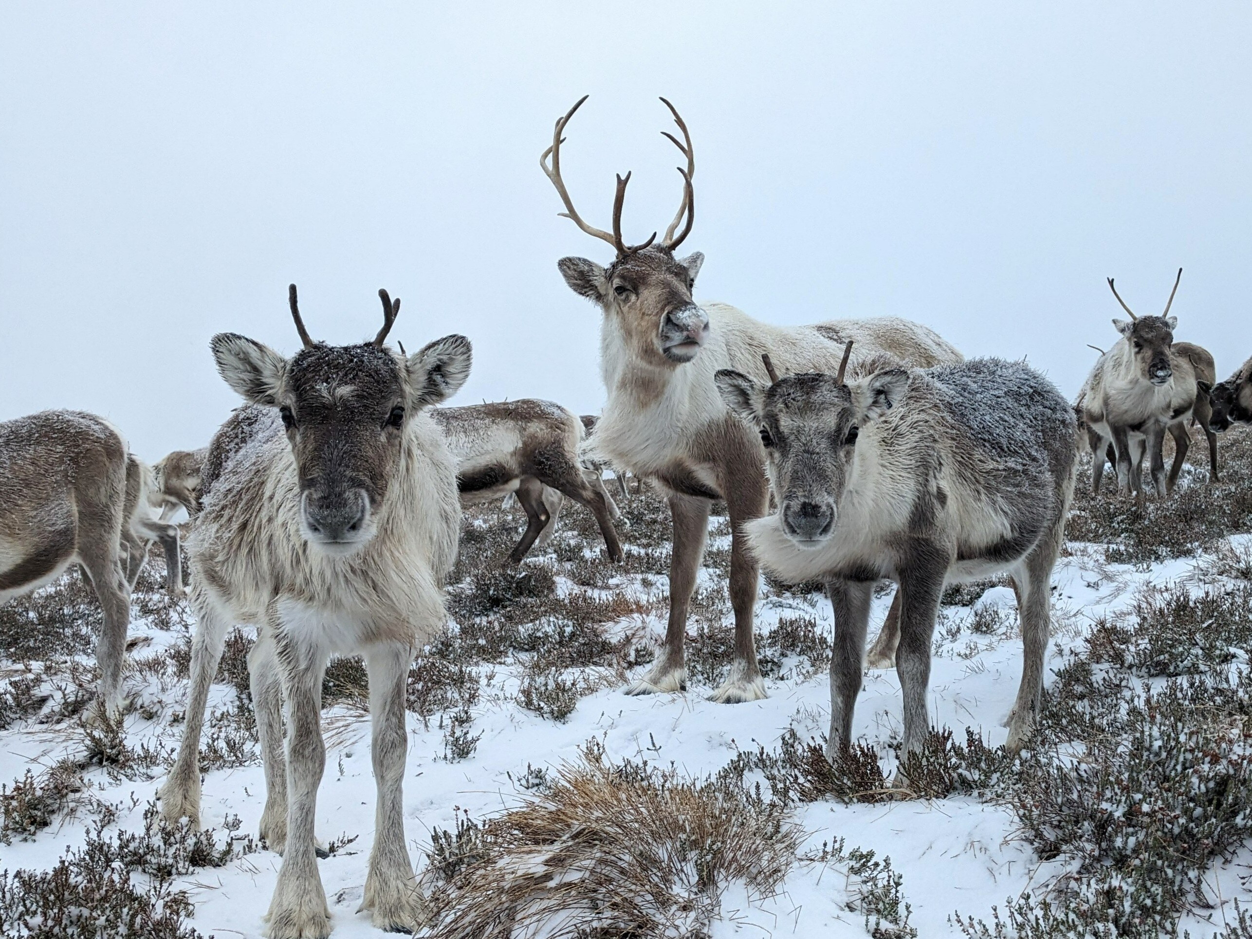 Reindeer vs Deer: What's The Difference
