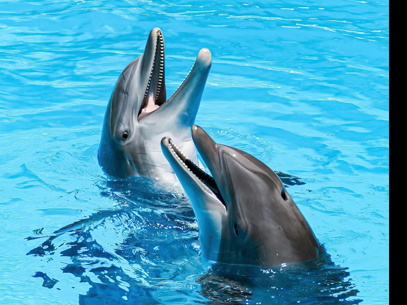 Shark vs Dolphin: What's The Difference