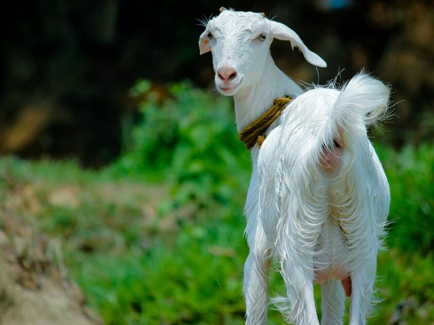 Sheep vs Goat: What's The Difference