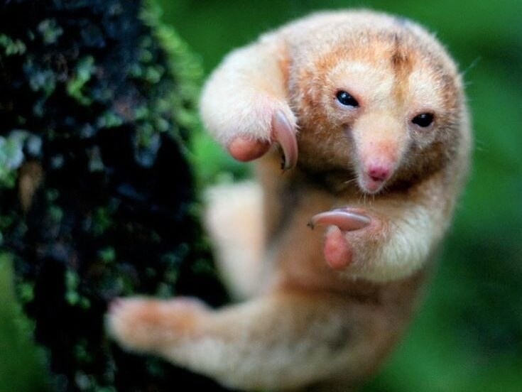 Silky Anteater: World's Smallest Anteater
