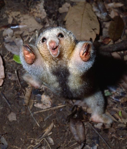 “Discover the Silky Anteater: Nature’s Fluffiest Master of Survival ...