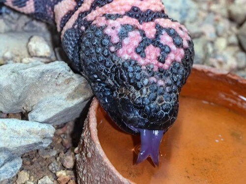 Small But Deadly Animals On Earth