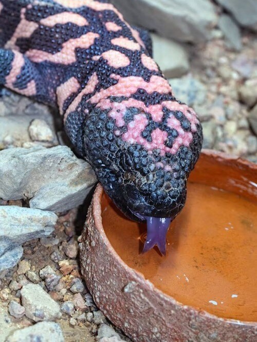 Small But Deadly Animals