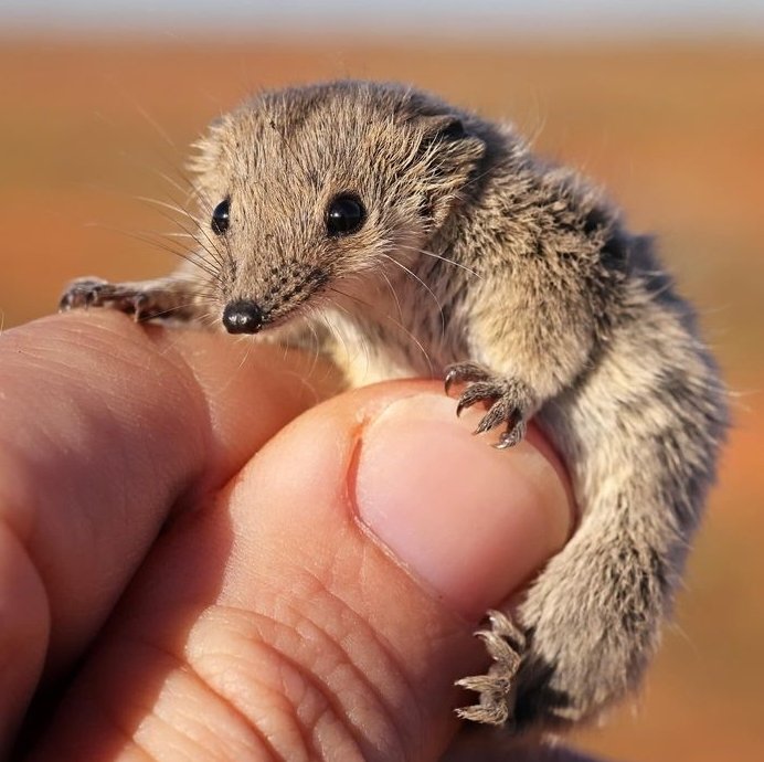 Smallest Animal In The World World's Smallest Frog — Tinier Than A