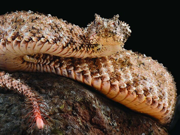 Snake That Mimics A Spider To Fool Its Prey