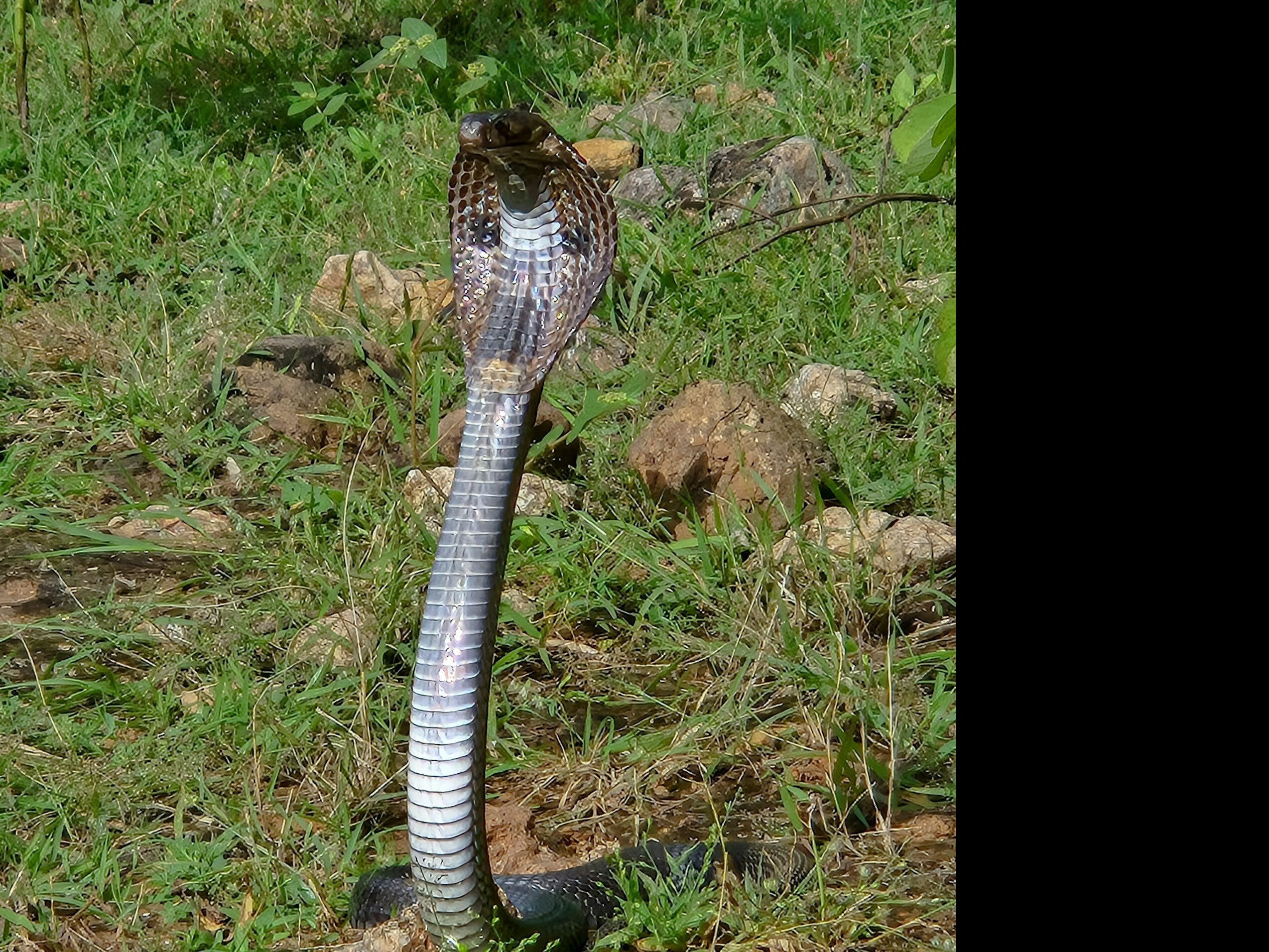 Snakes That Can Inject Venom Even After Death