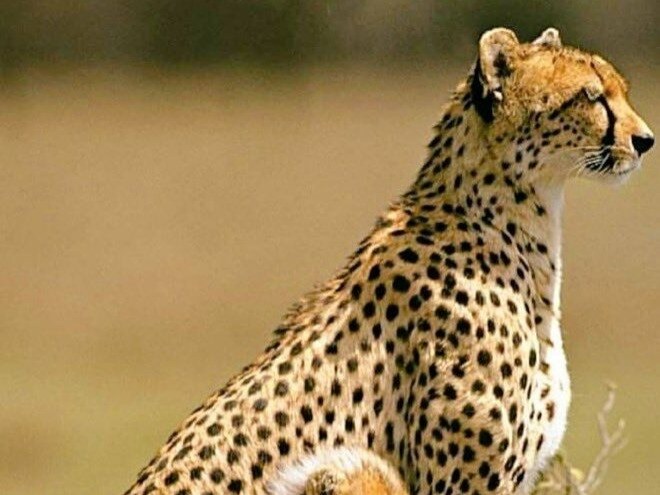 Spotted Animals And Their Distinct Markings