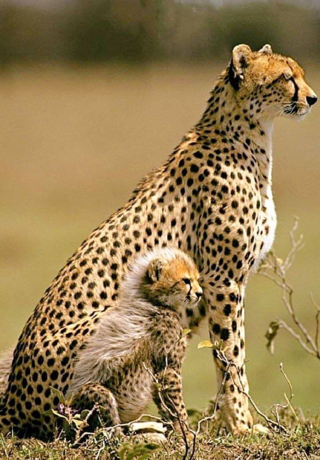 Animals With Spotted Fur