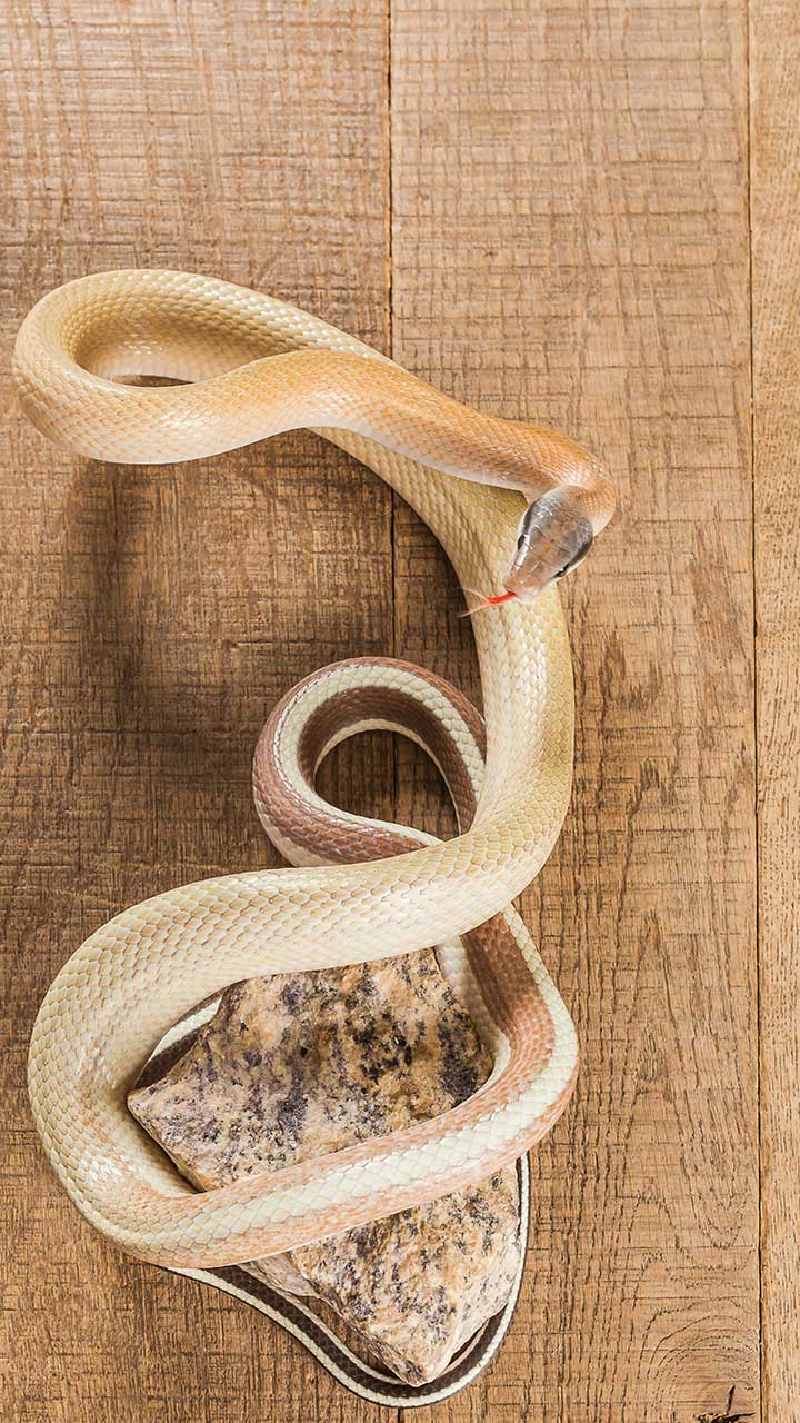 Prehistoric Snake Found In India