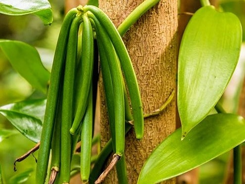 Surprising Health Benefits Of Vanilla