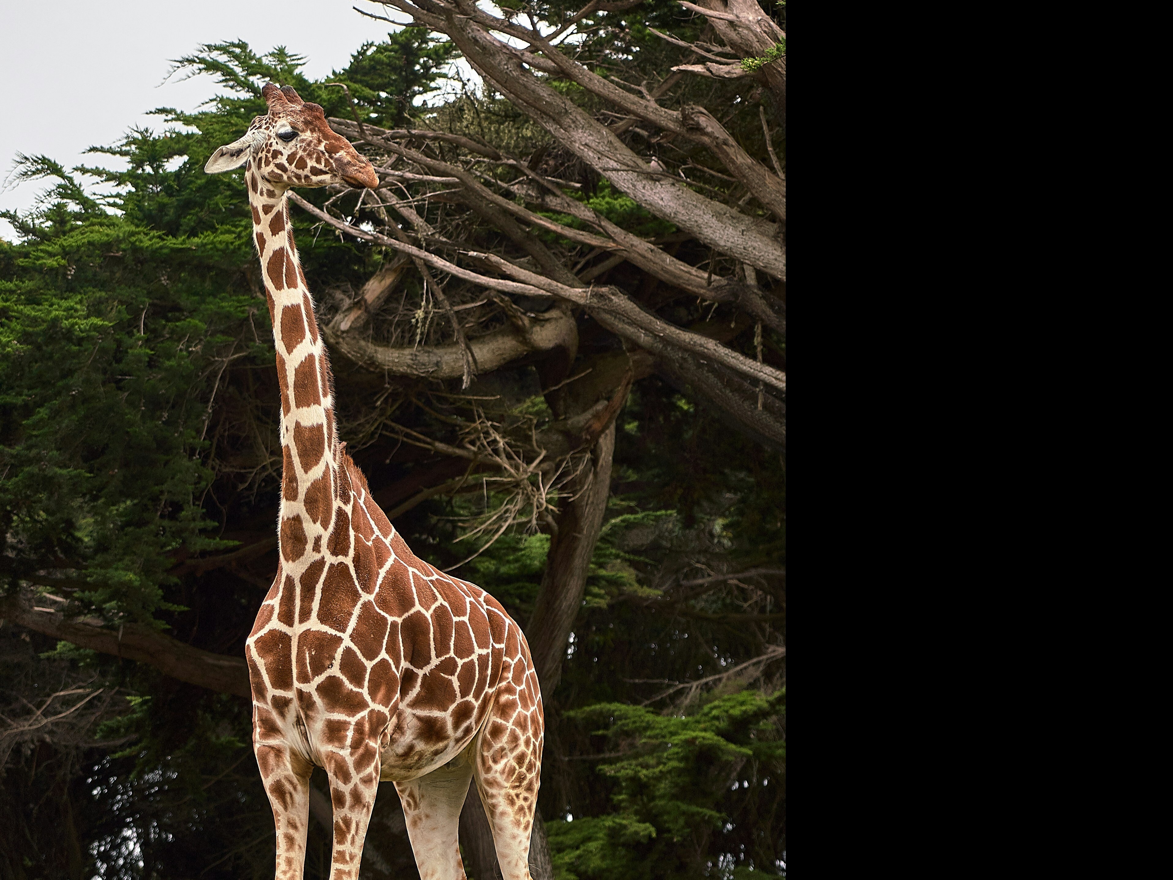 Tallest Animals In The World