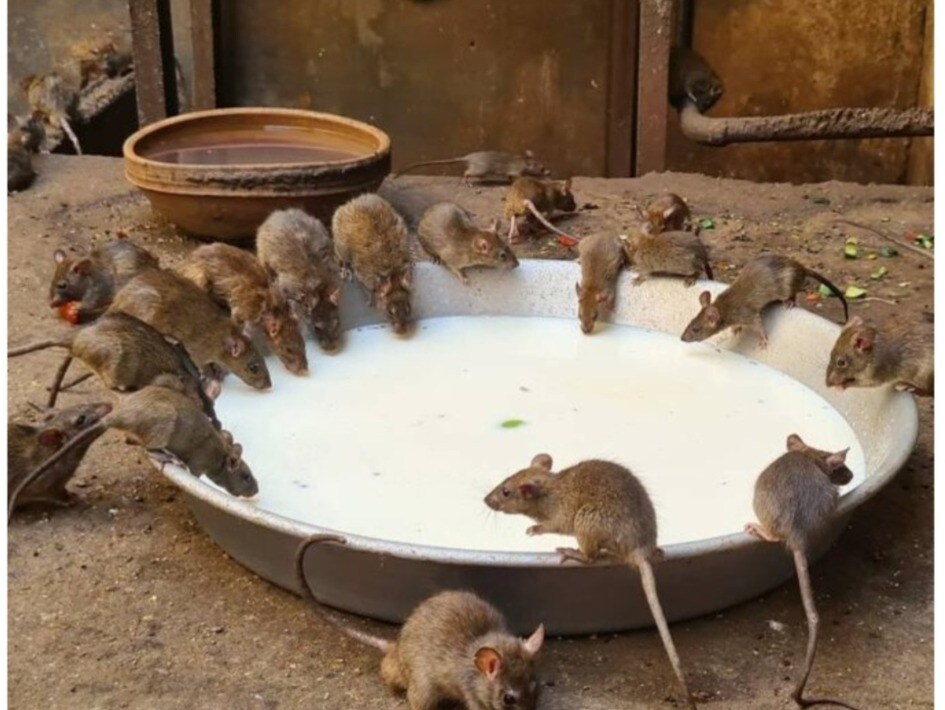 "Temple Of Rats" In Rajasthan