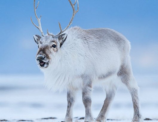 Arctic Reindeer Eyes