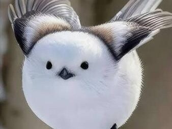 The Bird That Looks Like A Flying Cotton Ball