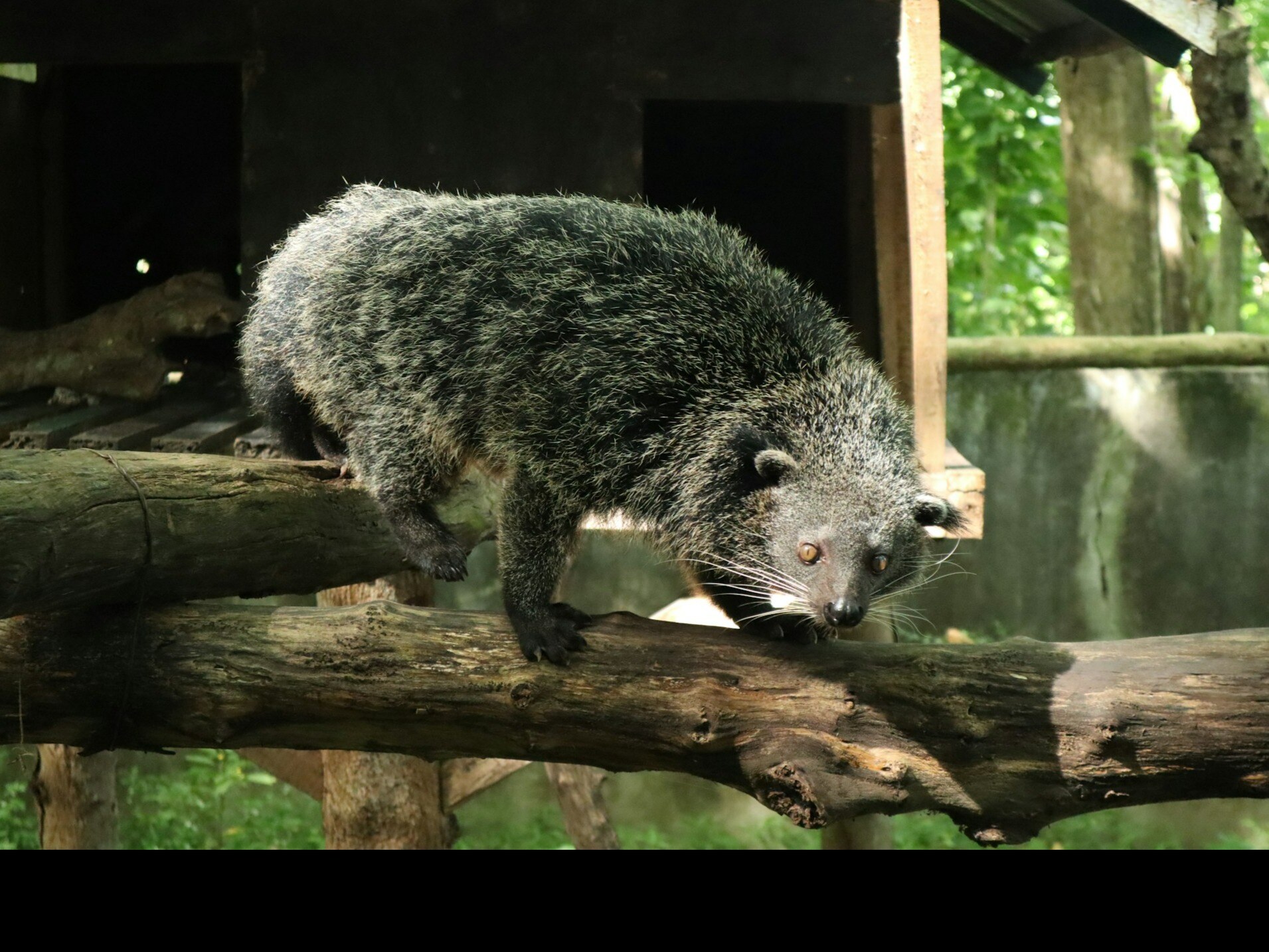 The Mammal That Smells Like Popcorn