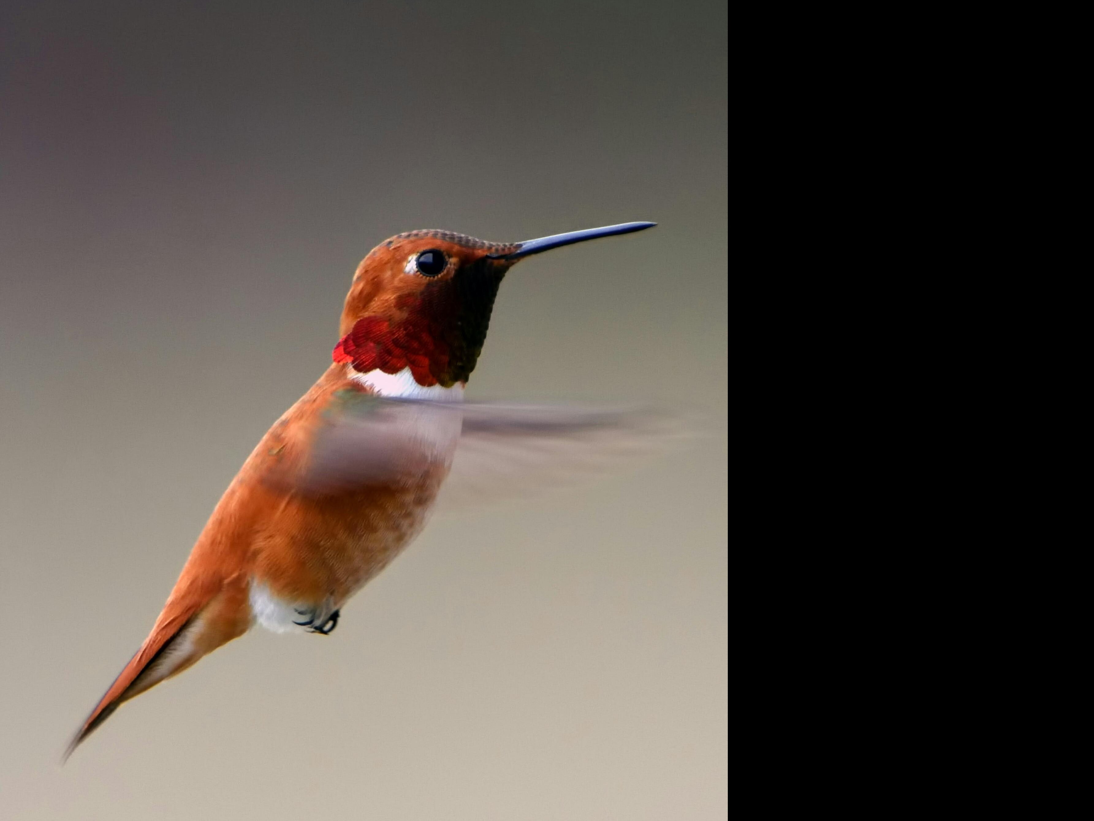 The Only Bird That Can Fly Backwards